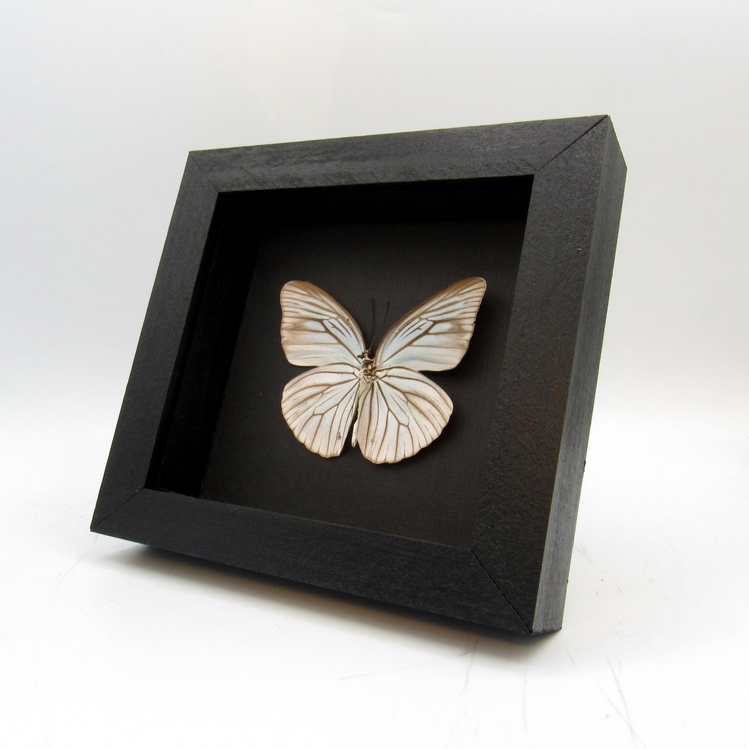 Real Pale Blue Wanderer Butterfly Framed Taxidermy - Pareronia Tritaea ...