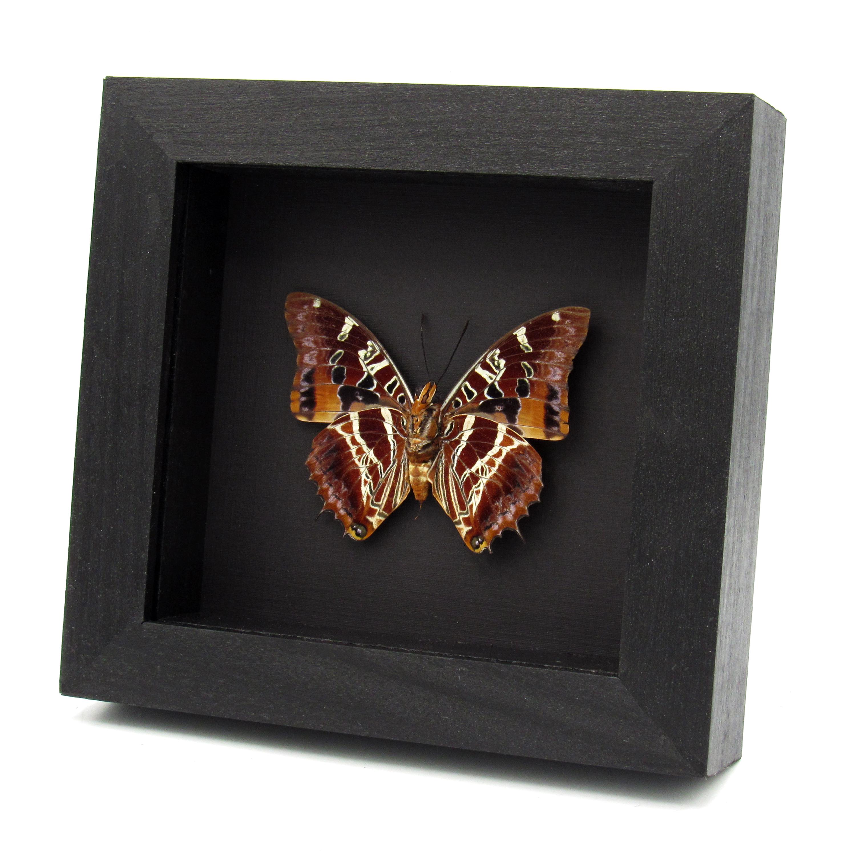 Real Lavender Eudoxus Charaxes Butterfly Framed Taxidermy - Charaxes ...