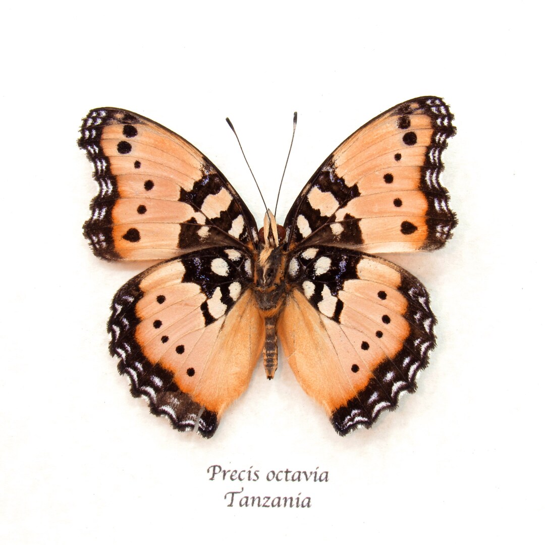 Rare Pink Form Gaudy Commodore Butterfly Framed Taxidermy Precis ...