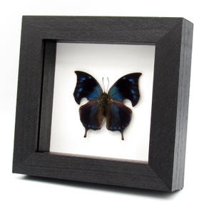 Rare Blue Hatchet Wing Butterfly Framed Taxidermy - Memphis Alberta - Etsy