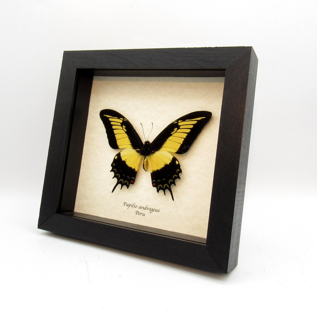 Large Yellow Queen Swallowtail Framed Taxidermy Papilio Androgeus - Etsy