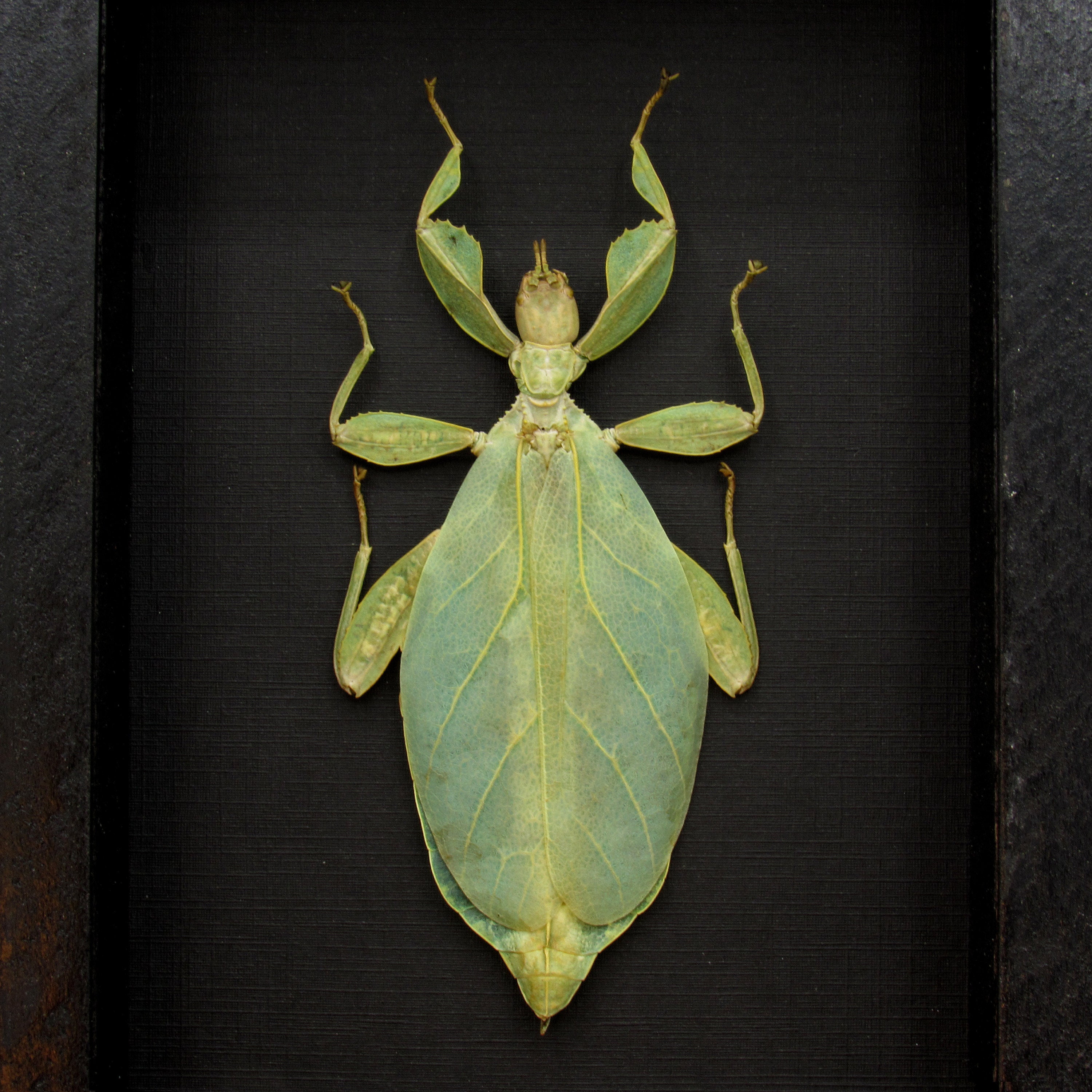 Set of 3 framed leaf insect Pulchriphyllium bioculatum from Indonesia ...
