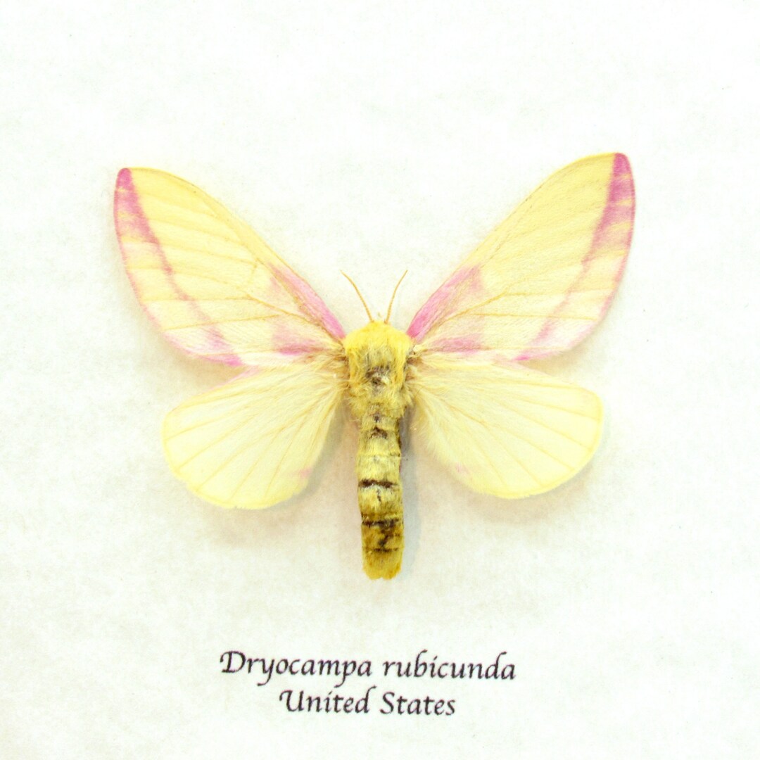 Real Pink Rosy Maple Moth Framed Taxidermy Dryocampa Rubicunda Large ...