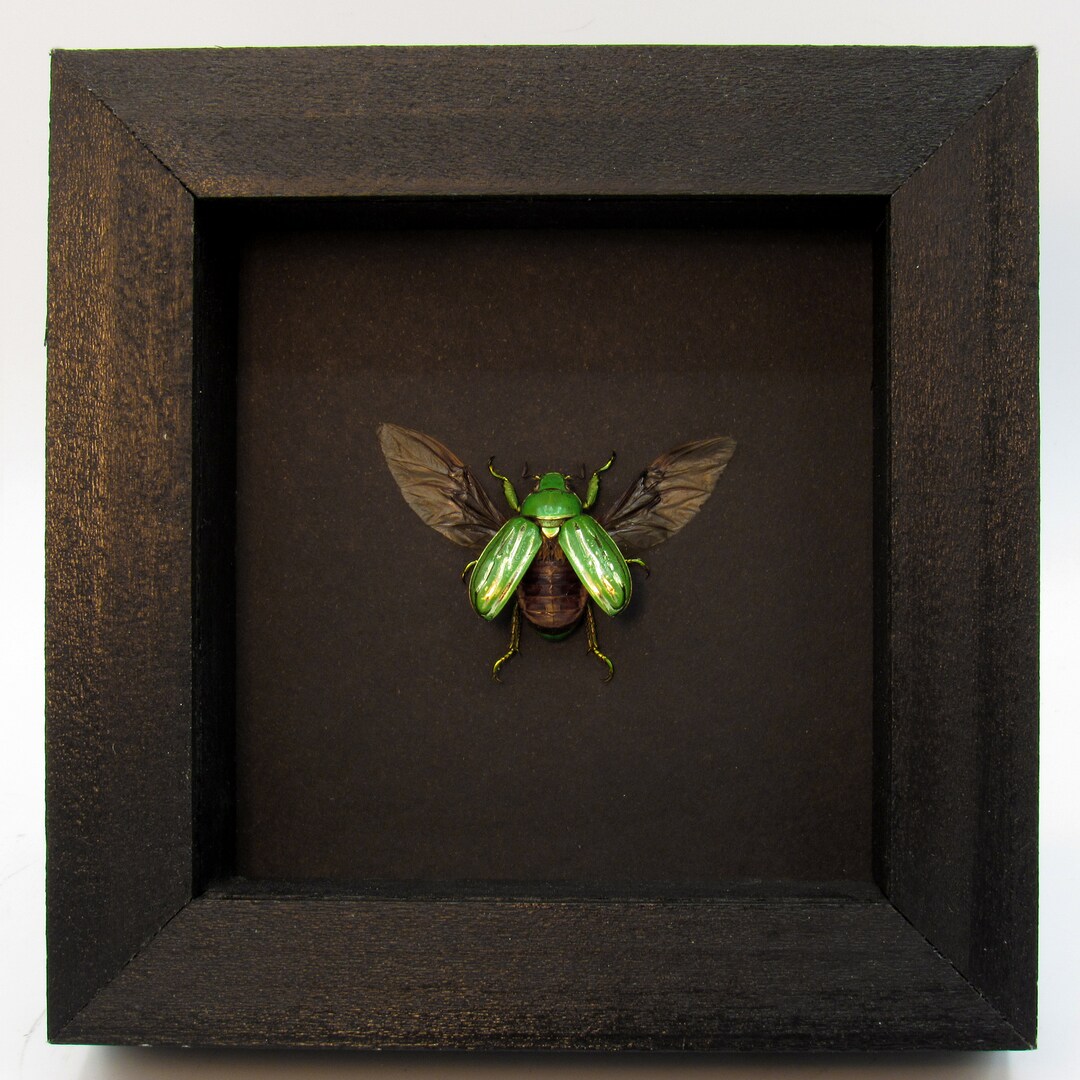 Taxidermia de escarabajo joya real enmarcada en metal - Plusiotis ...