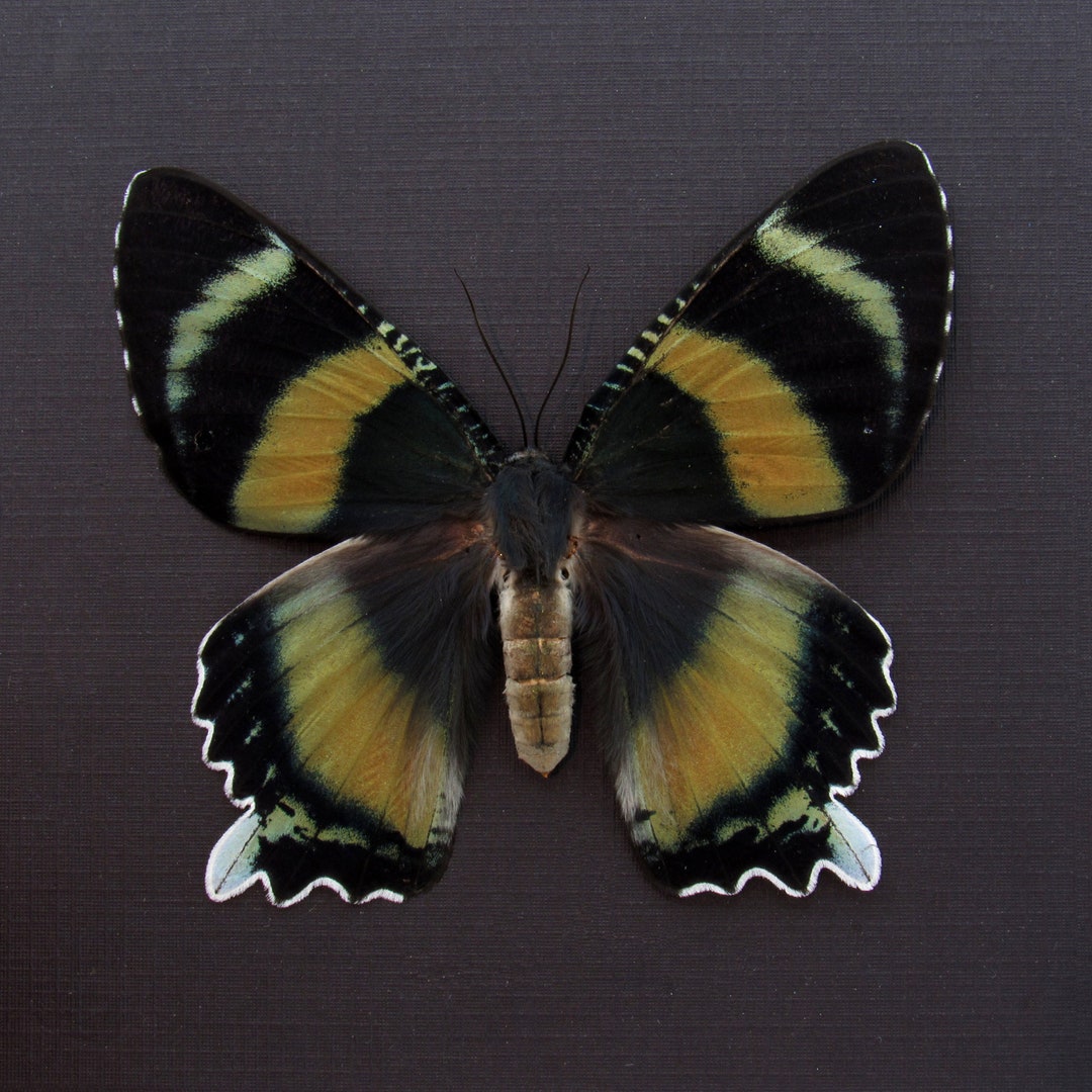 Rare Framed Zodiac Moth Taxidermy - Alcides Zodiaca - XL Pink Form ...