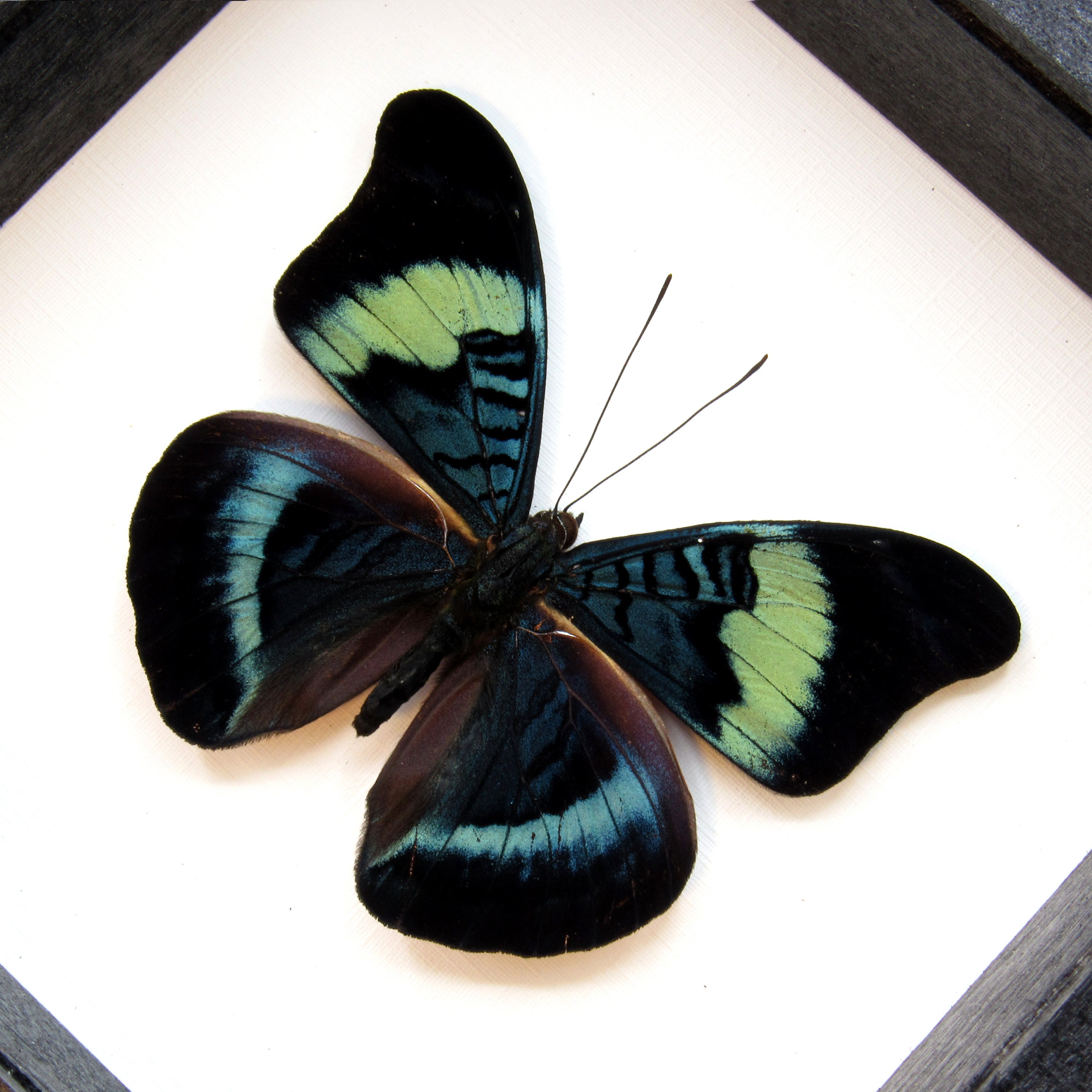 Real Blue Framed Taxidermy Butterfly - Panacea Prola - Etsy
