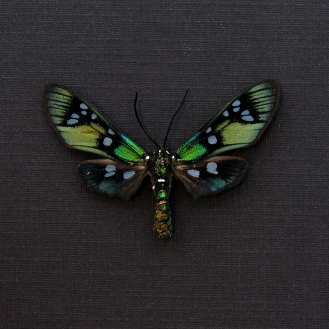 Rare Metallic Green Princely Tiger Moth Framed Taxidermy - Chrysocale ...