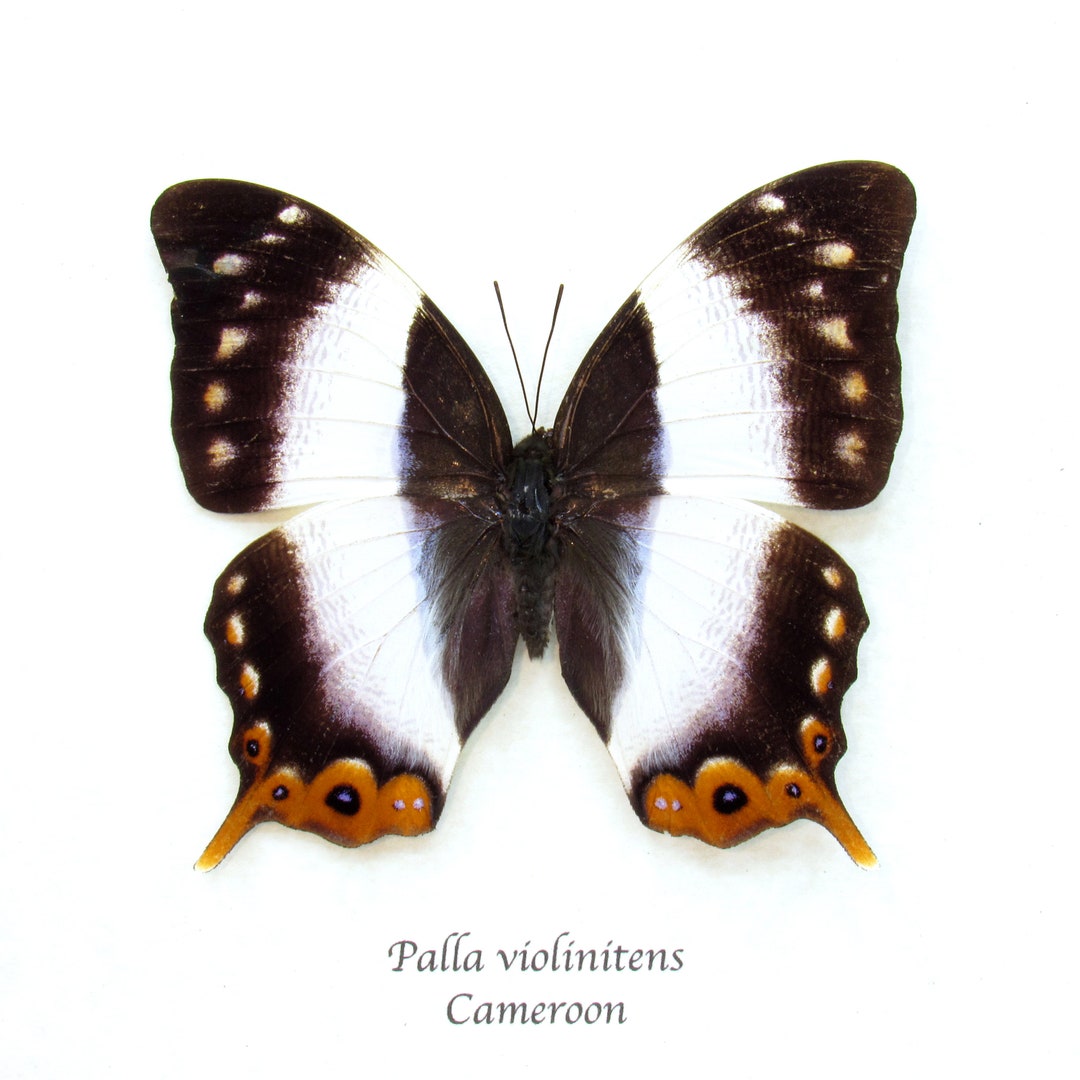 Rare Female Violet Banded Palla Butterfly Framed Taxidermy - Palla ...