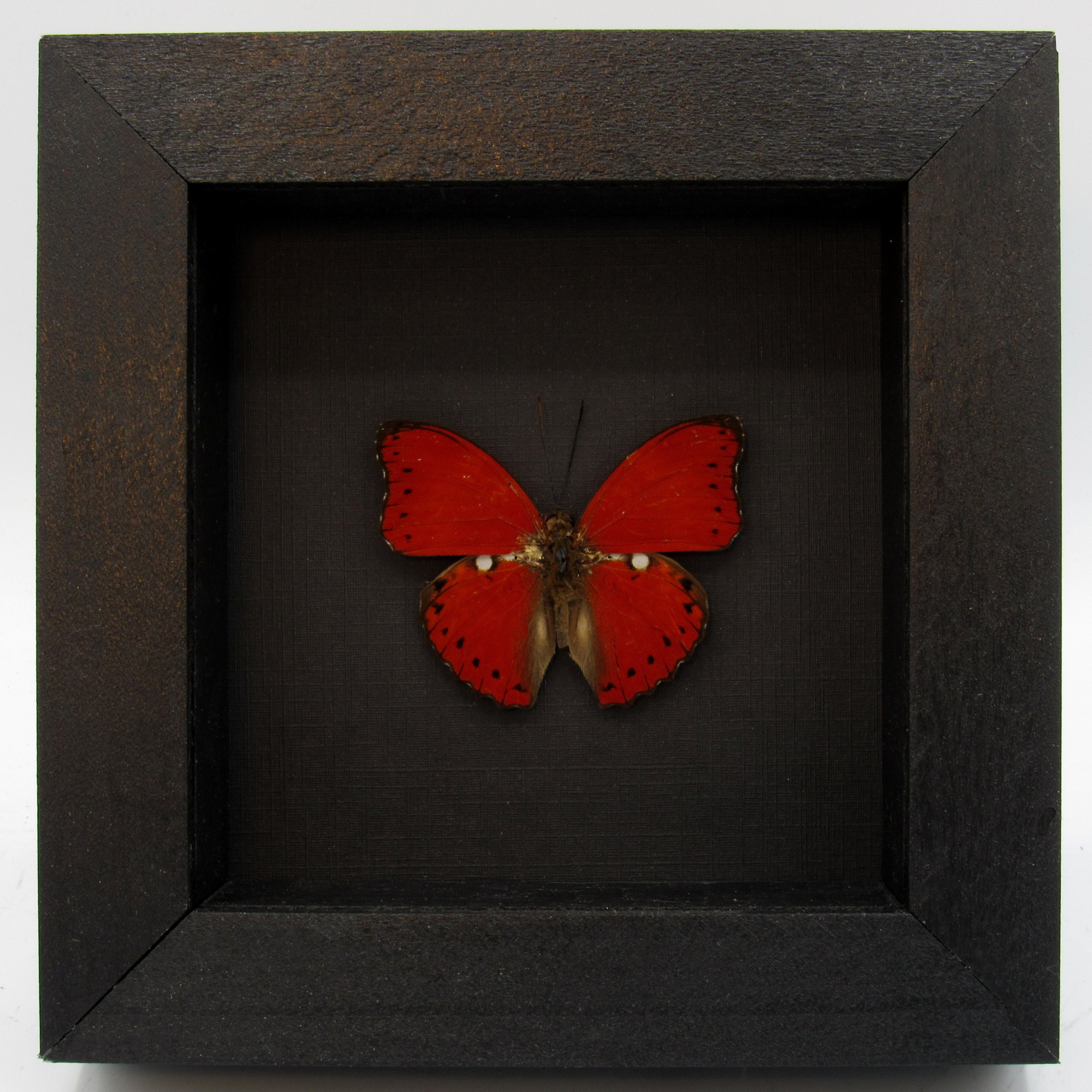 Real Red Glider mariposa enmarcada Cymothoe sangaris | Etsy