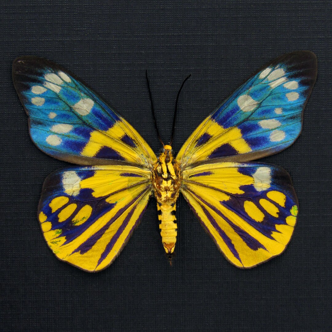 Rare Yellow Metallic Day Moth Framed Taxidermy - Psaphis Euschemoides ...