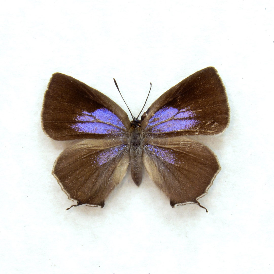Real Tiny Purple Hairstreak Butterfly Framed Taxidermy - Wagimo Signata ...