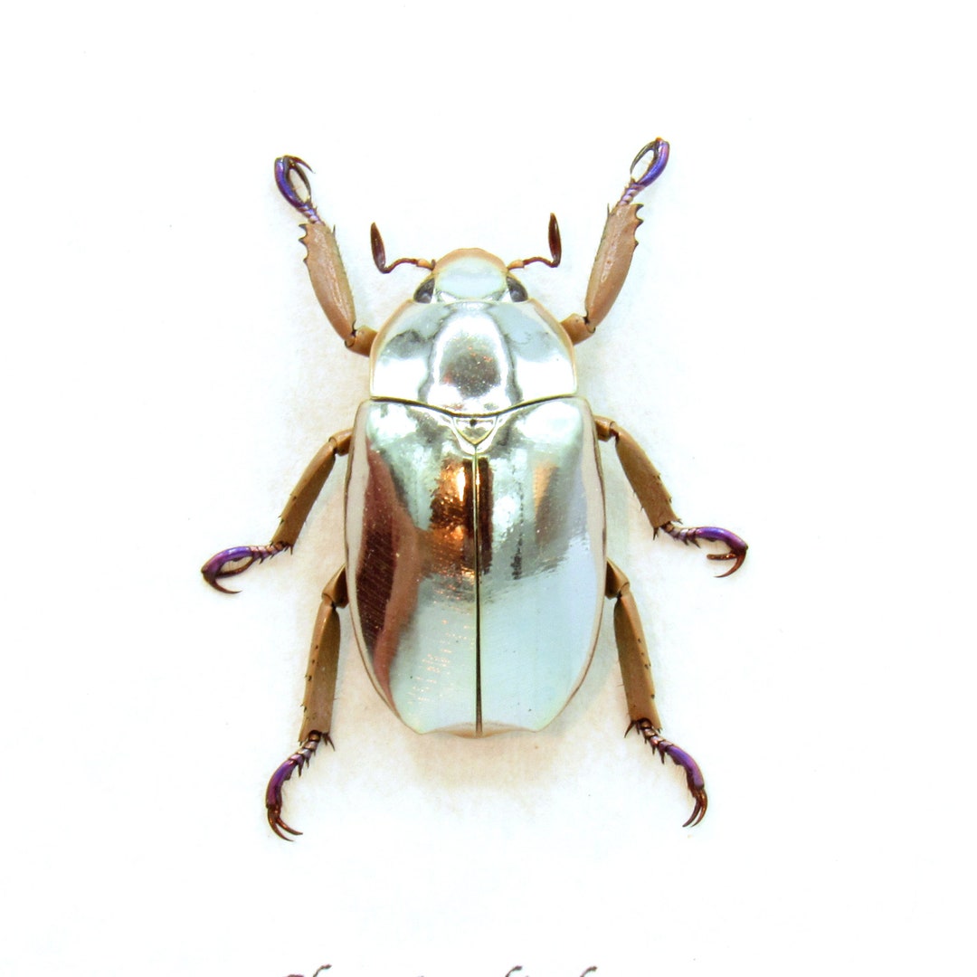 Very Rare Silver Jewel Beetle Framed Taxidermy - Chrysina Limbata - Etsy