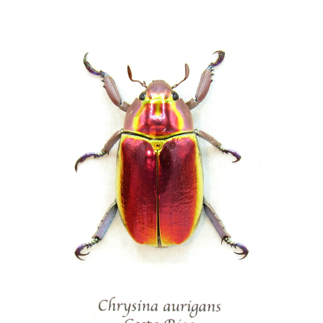 Very Rare Red and Gold Jewel Beetle Framed Taxidermy - Chrysina ...
