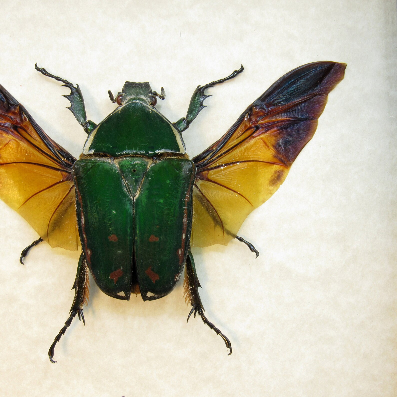 Real XL African Scarab beetle framed Mecynorhina torquata | Etsy