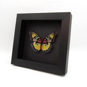 Rare Forester Butterfly Framed Taxidermy - Euphaedra Janetta - Large ...