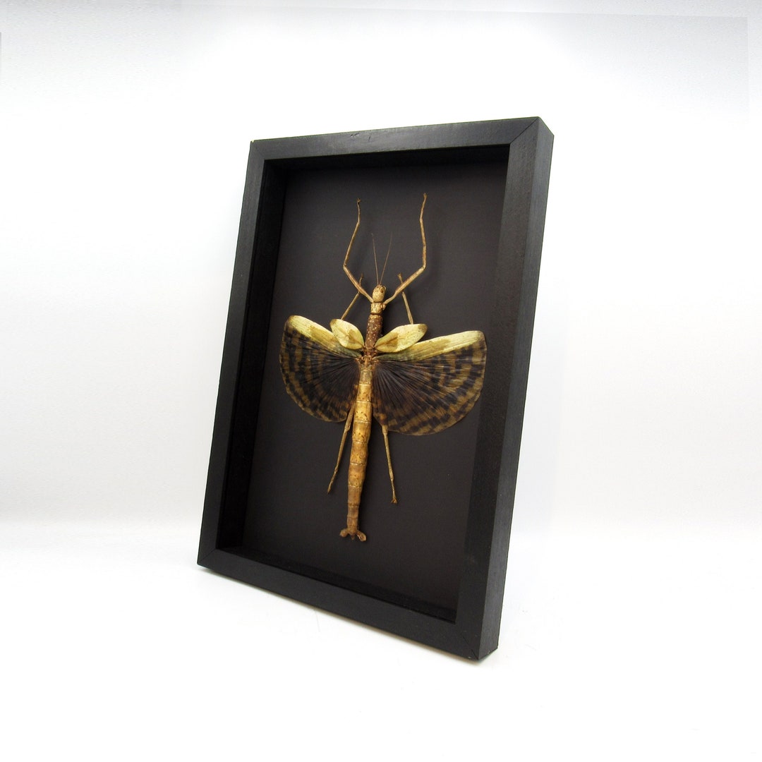 Gigantic Real Winged Walking Stick Insect Framed Taxidermy - Etsy