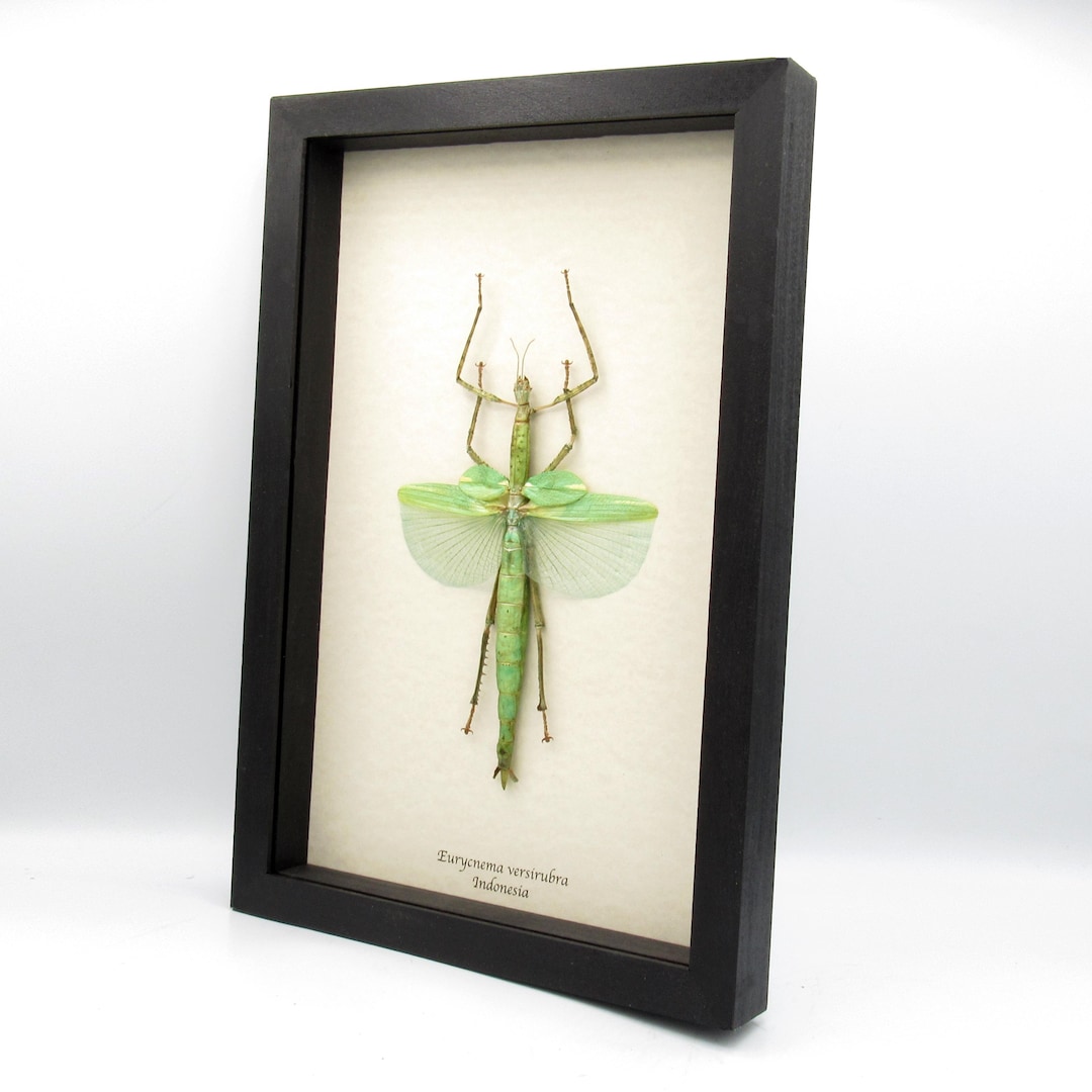 Real Giant Walking Stick Bug Framed Taxidermy - Eurycnema Versirubra ...