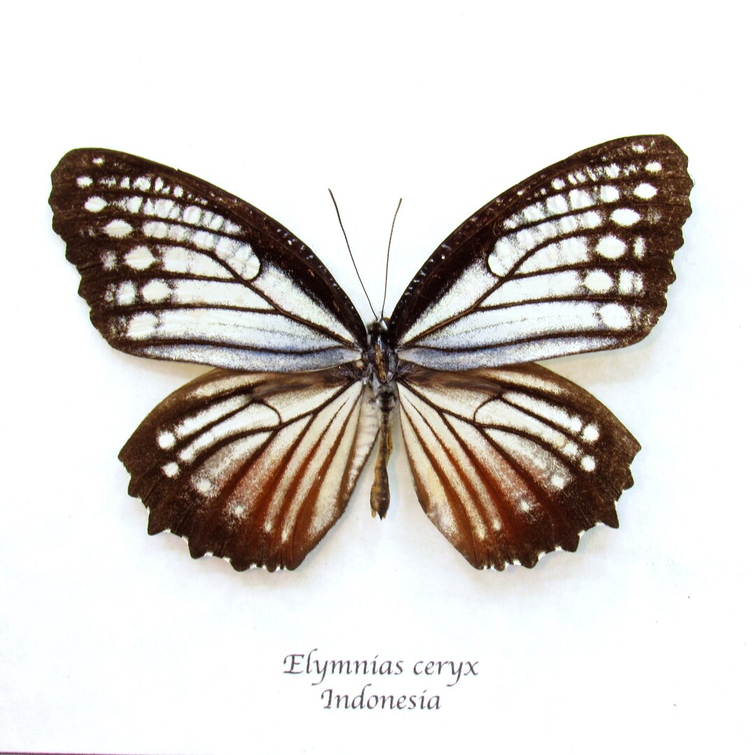 Real Nymphalid Butterfly Framed Taxidermy - Elymnias Ceryx - Etsy