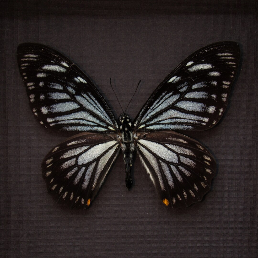 Real Mime Butterfly Framed Taxidermy Chilasa Osmana - Etsy