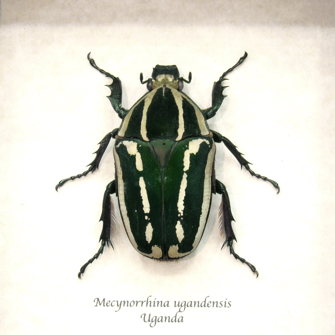 Large Scarab Beetle Framed Taxidermy - Mecynorrhina Ugandensis - Female ...