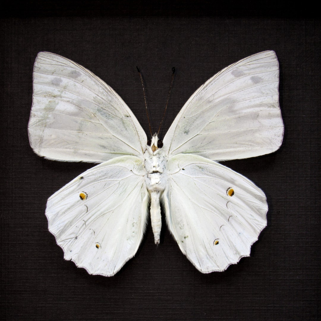 Rare White Butterfly Framed Taxidermy Helcyra Superba - Etsy