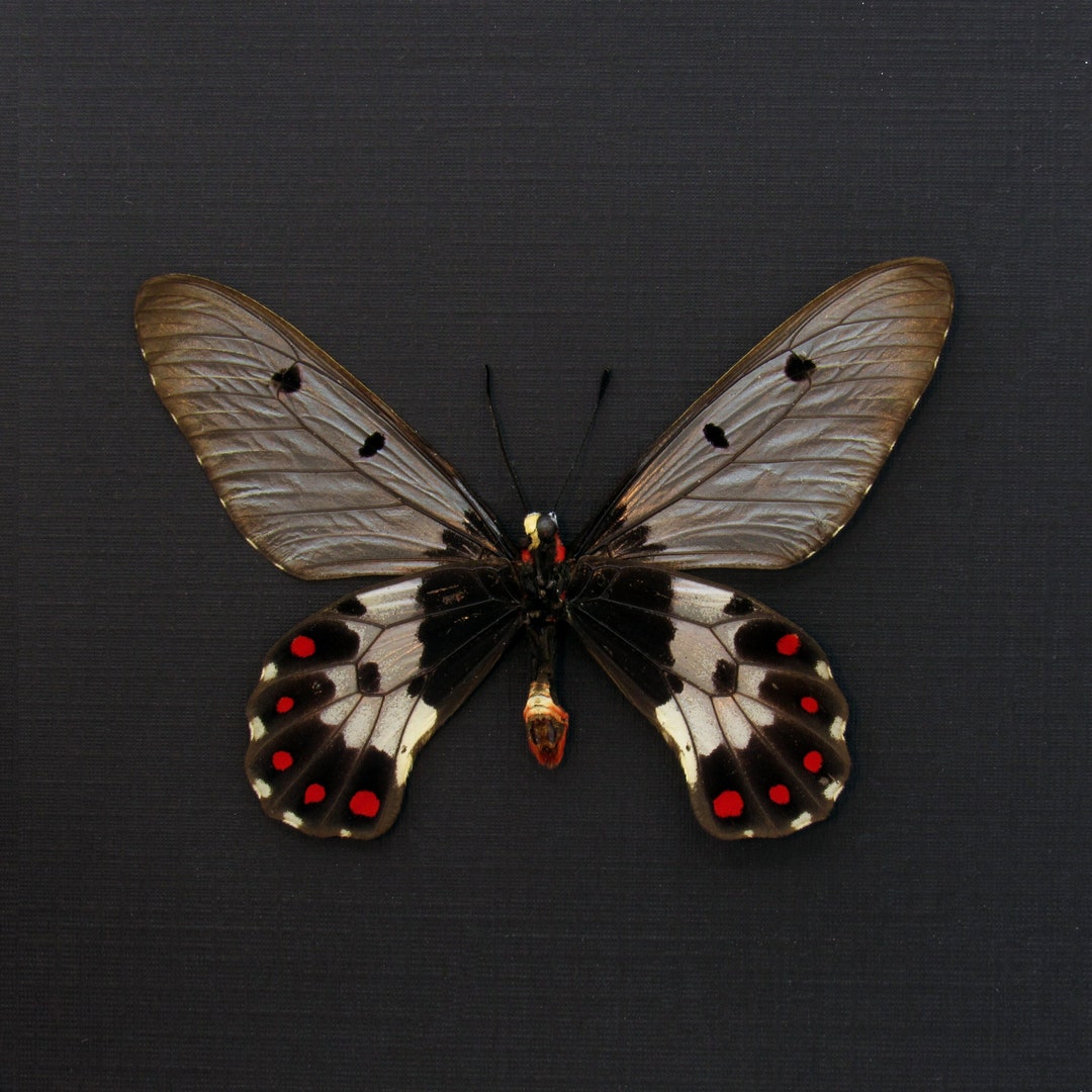 Real Clearwing Swallowtail Butterfly Framed Taxidermy Cressida Cressida ...