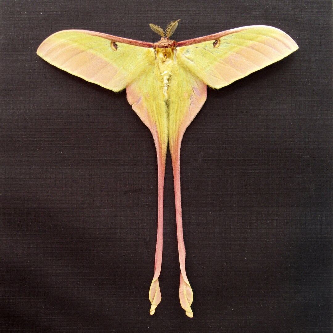 Rare Pink Chinese Moon Moth Framed Actias Dubernardi - Etsy