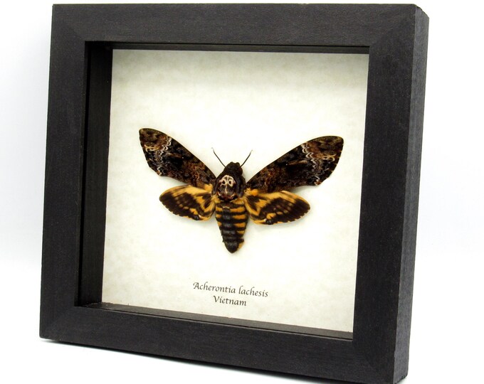 Real XL Deaths Head Moth Framed Taxidermy - Acherontia Lachesis ...