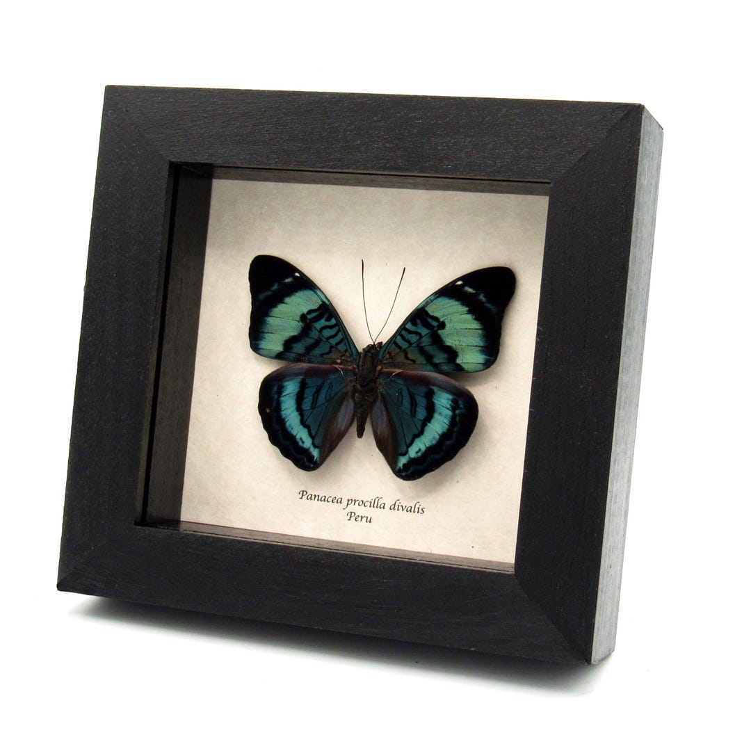 Real Blue Procilla Beauty Butterfly Framed Taxidermy - Panacea Procilla ...