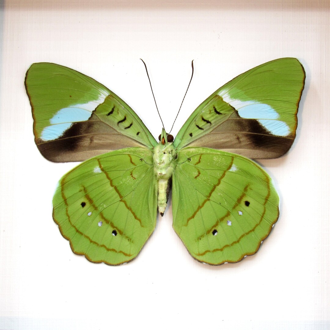 Real Green Olivewing Butterfly Framed Taxidermy Nessaea Hewitsoni - Etsy