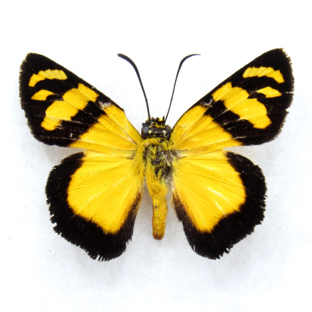 Rare Yellow Skipper Butterfly Framed Specimen - Entheus Lemna - Etsy