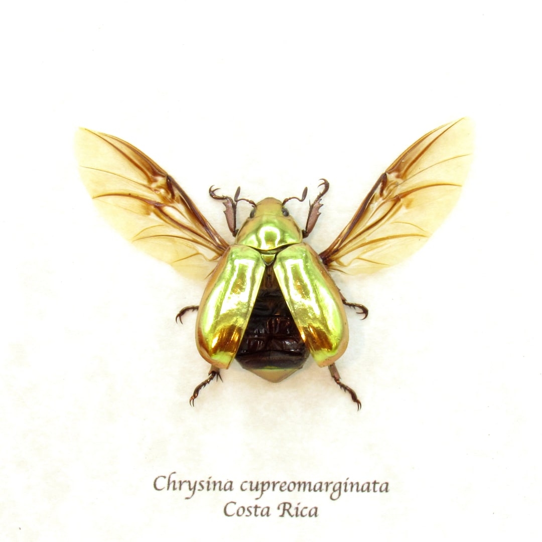 Real Gold Metallic Jewel Beetle Framed Taxidermy - Chrysina ...