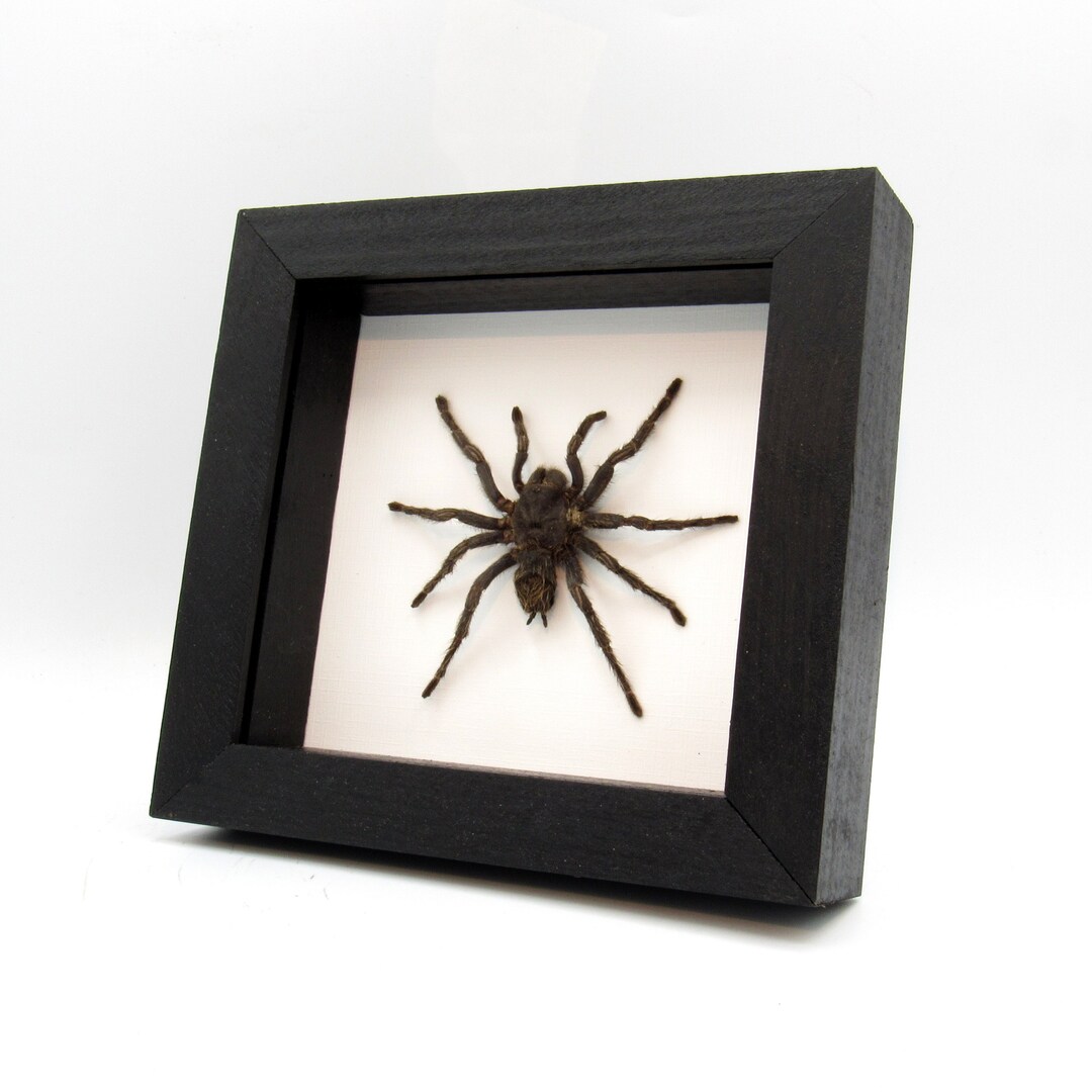 Real Hairy Tarantula Framed Taxidermy Hapalotremus Carabaya - Etsy