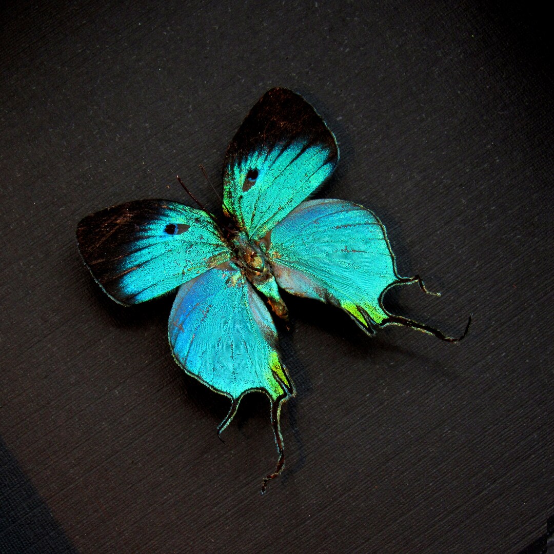 Rare Metallic Blue Butterfly Framed Taxidermy Arcas - Etsy