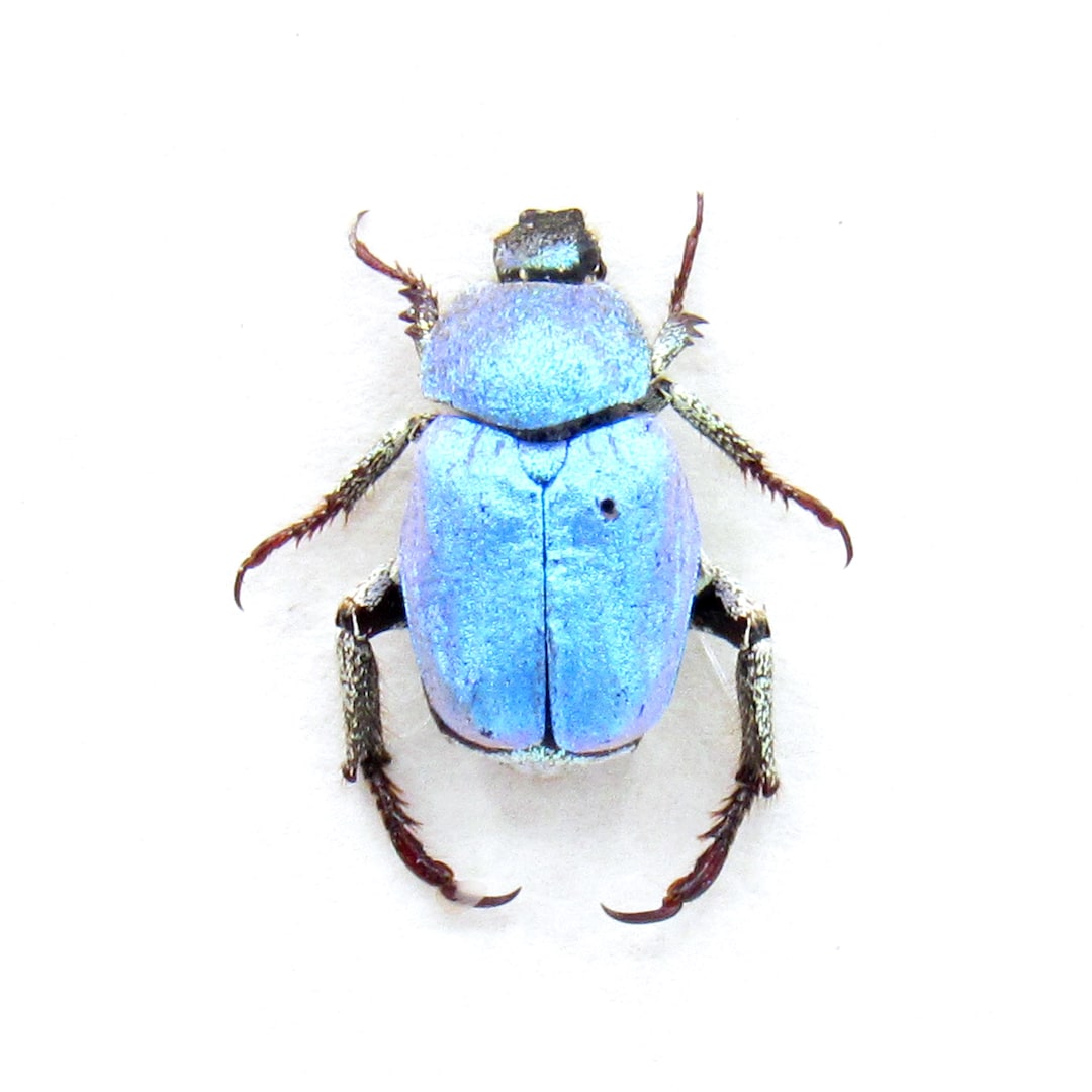 Real Tiny Blue Scarab Beetle Framed Taxidermy - Hoplia Coerulea - Etsy