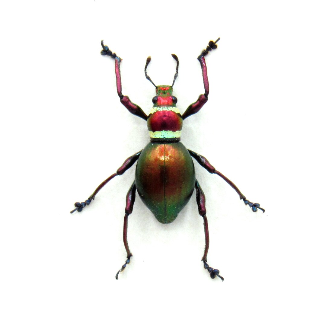 Real Metallic Red and Green Christmas Weevil Beetle Framed Specimen ...