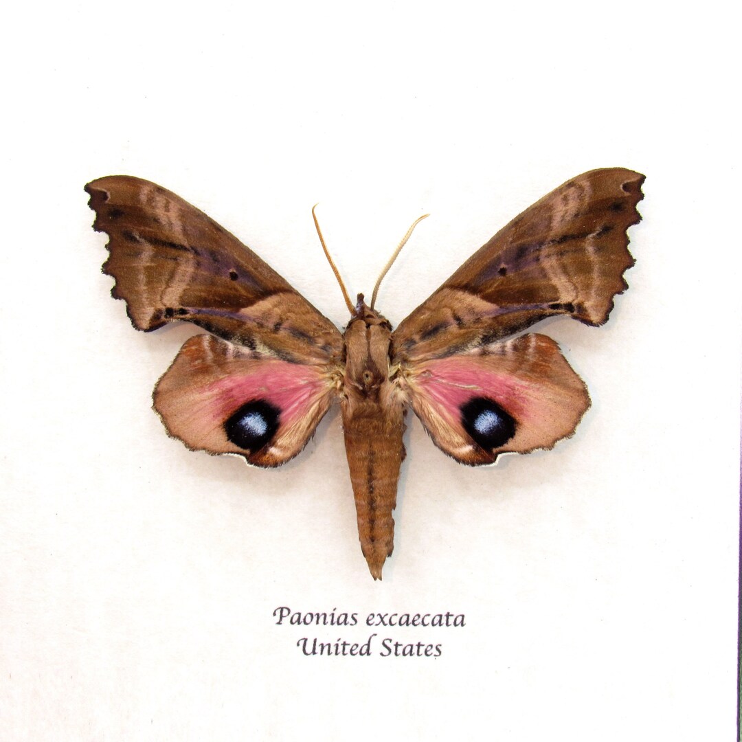 Real Pink Blinded Sphinx Moth Framed Taxidermy - Paonias Excaecata - Etsy