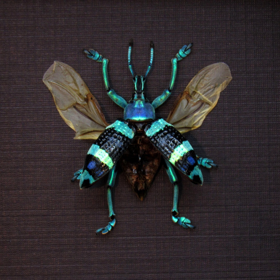 Real Blue Metallic Weevil Framed Taxidermy - Eupholus Magnificus - Etsy