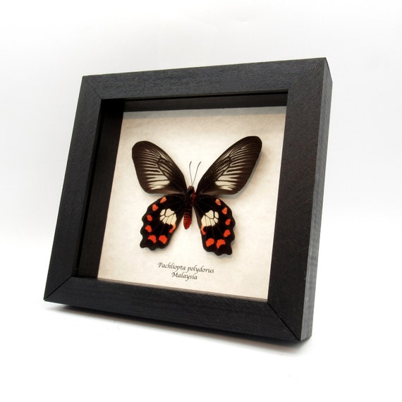 Real Red-bodied Swallowtail Butterfly Framed Taxidermy | Etsy