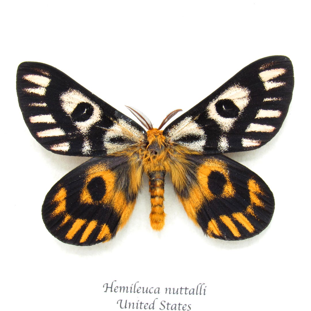 Real Rare Sheep Moth Framed Taxidermy - Hemileuca Nuttalli - Dark Form ...