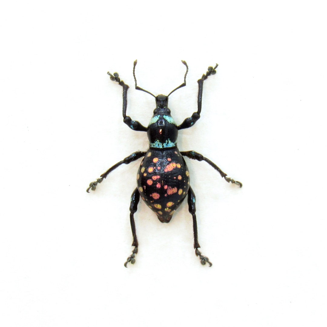WEEVIL MANIA! Real Pink Beetle Framed Taxidermy - Eupyrgops Species - Etsy