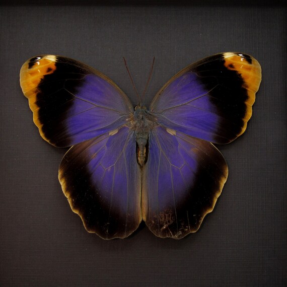 Real GIANT Purple Owl Butterfly Framed Taxidermy Caligo - Etsy
