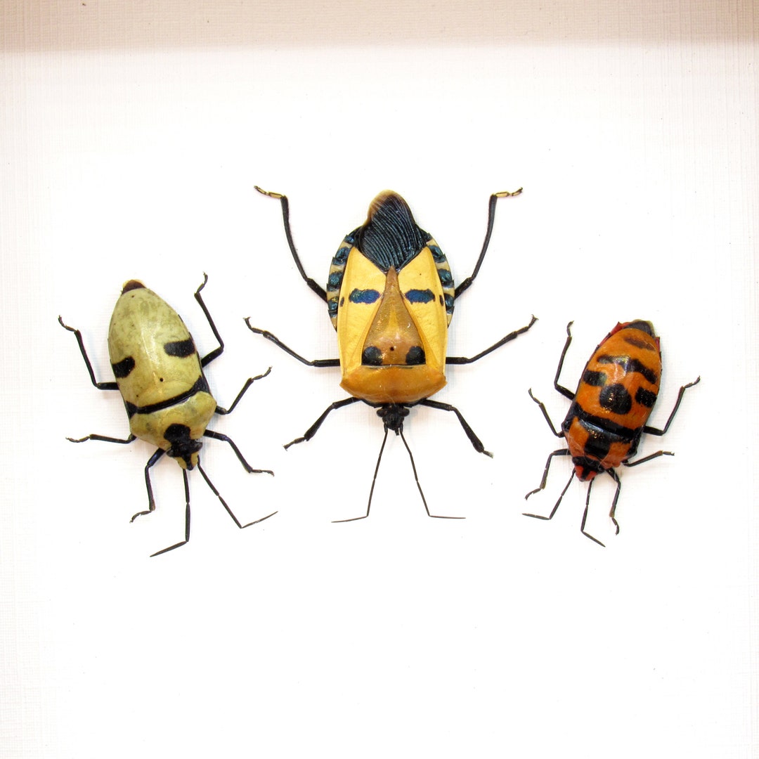 Real Bugs With Human Faces Dancing : - Etsy