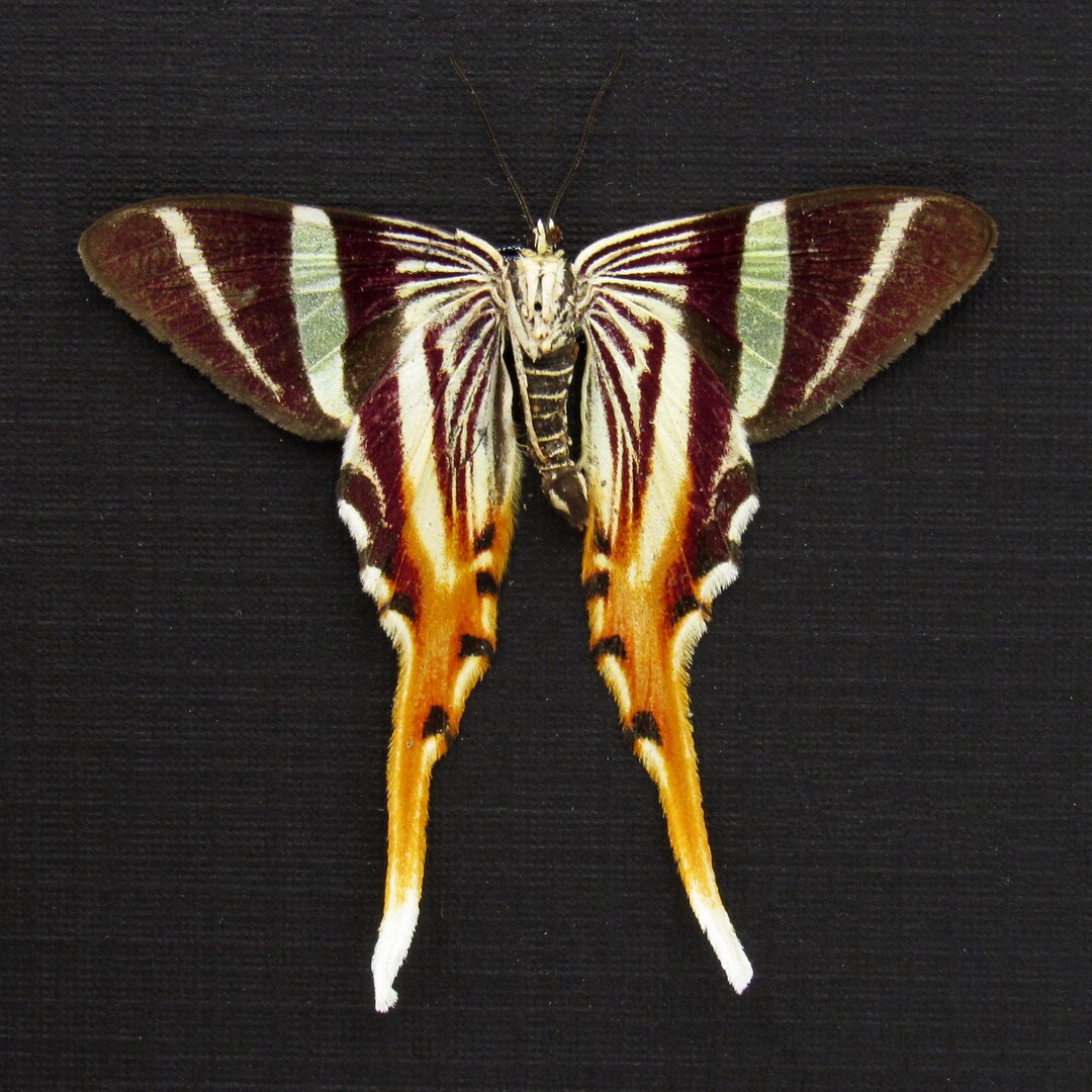 Rare Maroon Geometer Moth Framed Taxidermy - Erateina Staudingeri ...