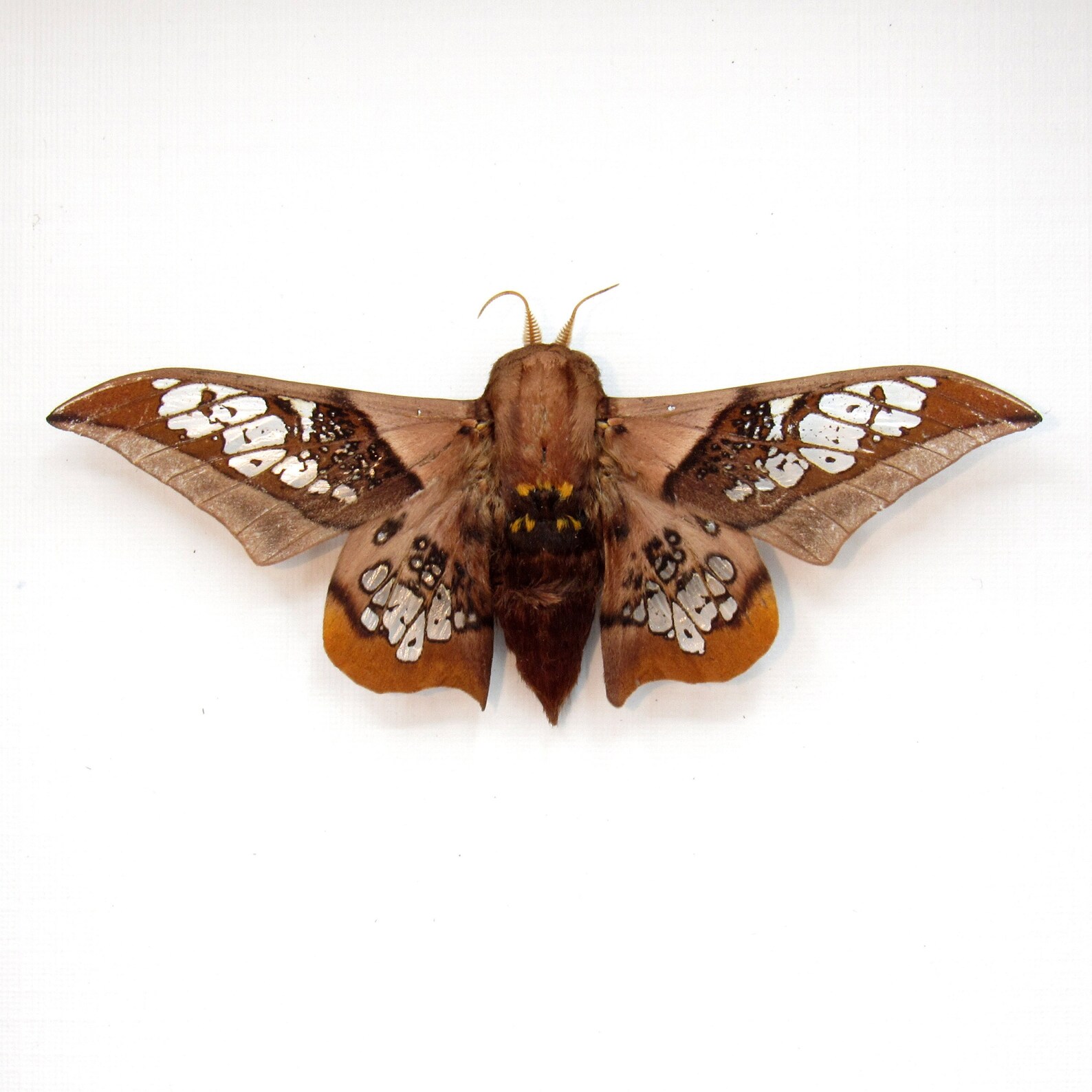 Rare Clear Wing Saturn Moth Framed Taxidermy - Neocarnegia Basirei ...