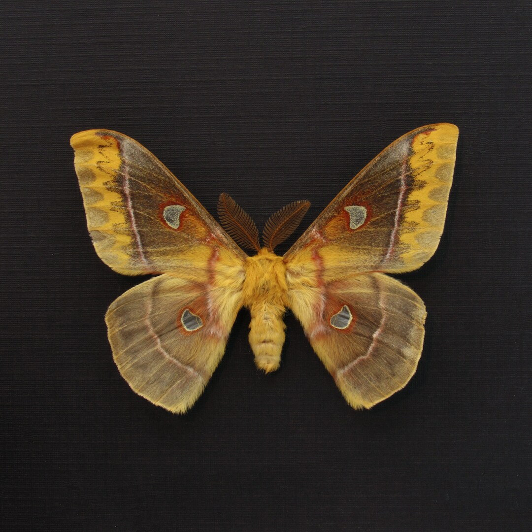 Real Rusty Emperor Silk Moth Framed Taxidermy Rhodinia Jankowskii - Etsy