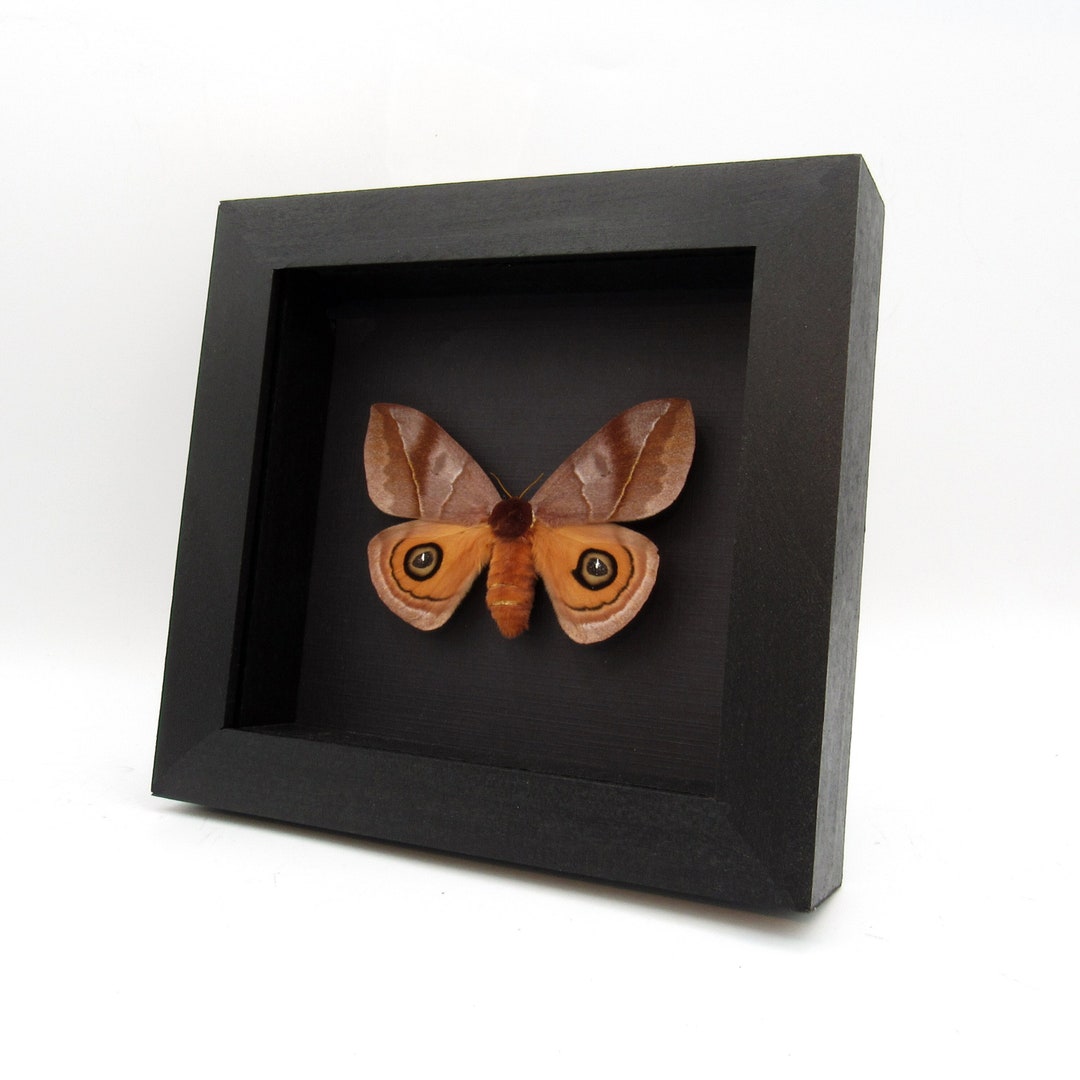 Real Large Saturn Moth Framed - Automeris Amoena - Female - Etsy