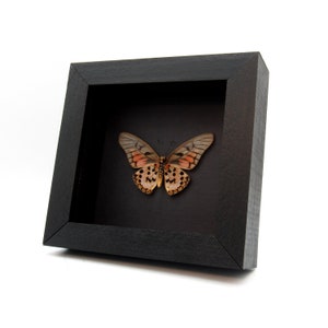 Real Pink Acraea Swordtail Butterfly Framed Taxidermy - Etsy