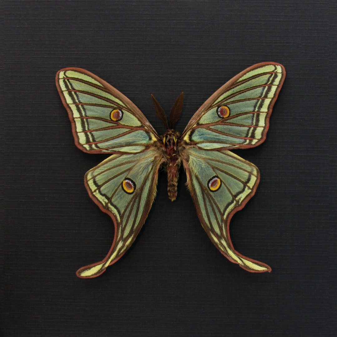 Rare XL Spanish Moon Moth Framed Taxidermy Graellsia Isabellae - Etsy