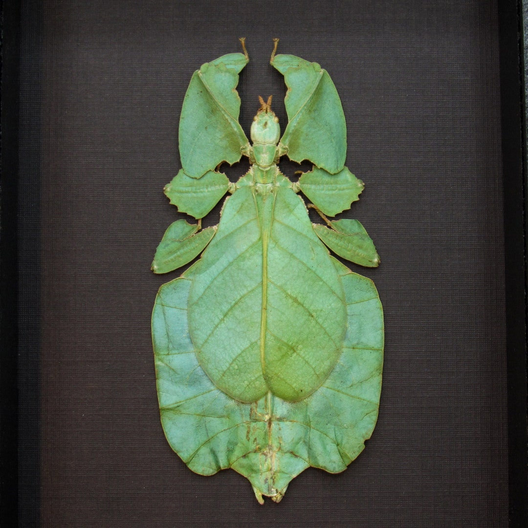 Real Green Leaf Insect Framed Taxidermy Phyllium - Etsy